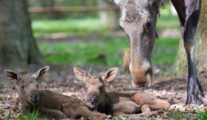 Elch-Nachwuchs im Pforzheimer Wildpark – PZ-Leser filmt die Geburt ...