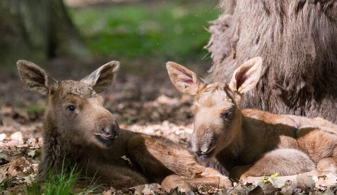 Elch-Nachwuchs im Pforzheimer Wildpark – PZ-Leser filmt die Geburt ...